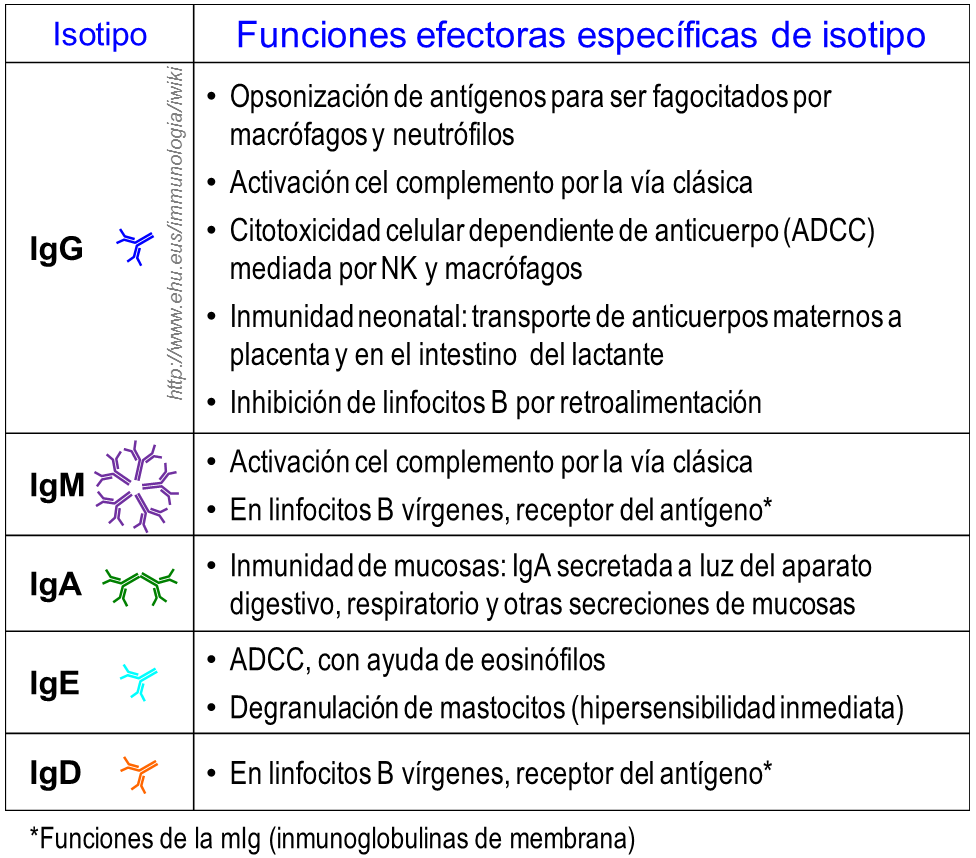 Introducción a la inmunología