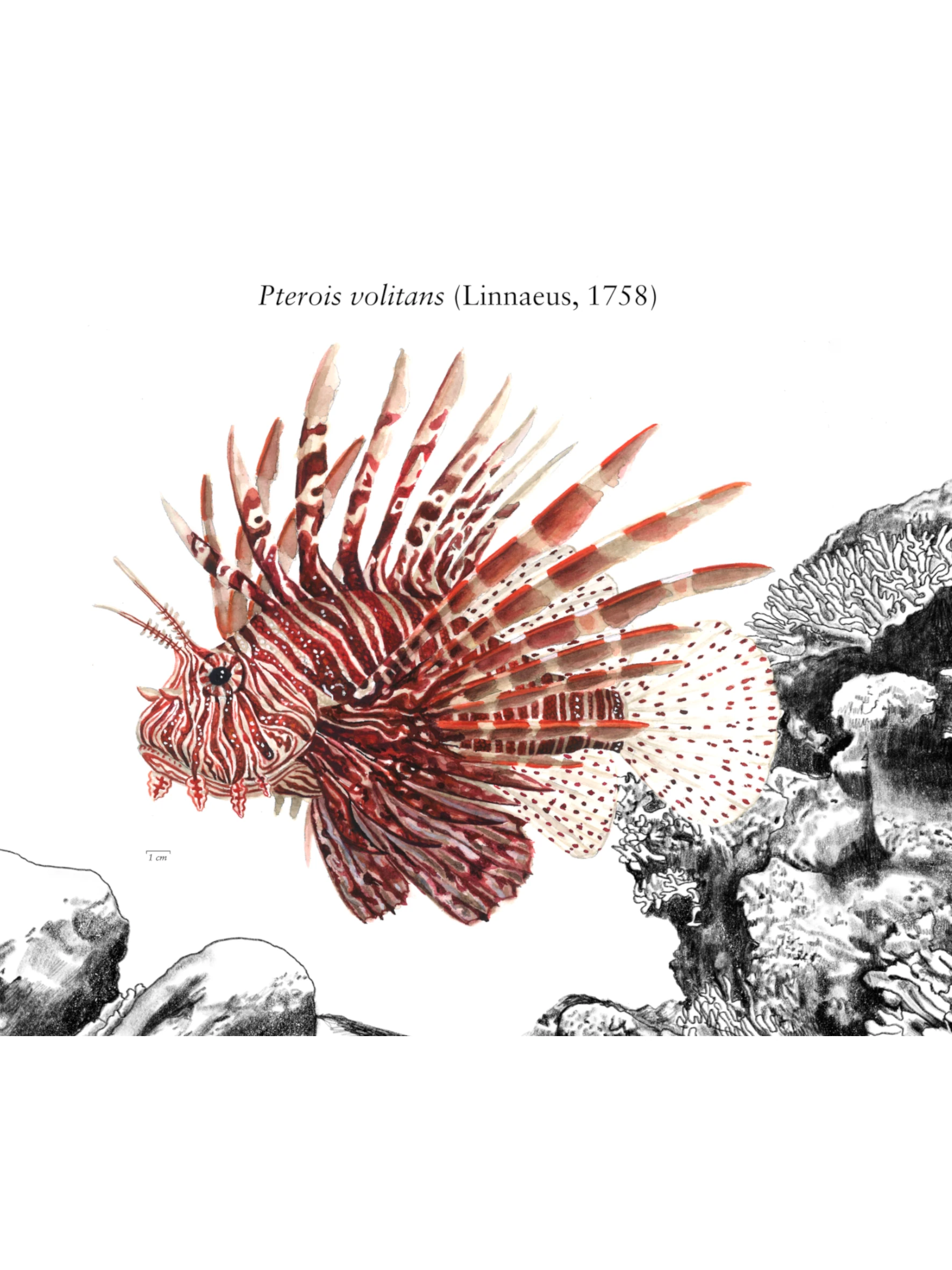 Ilustración científica tradicional - Ilustración Científica - EHU