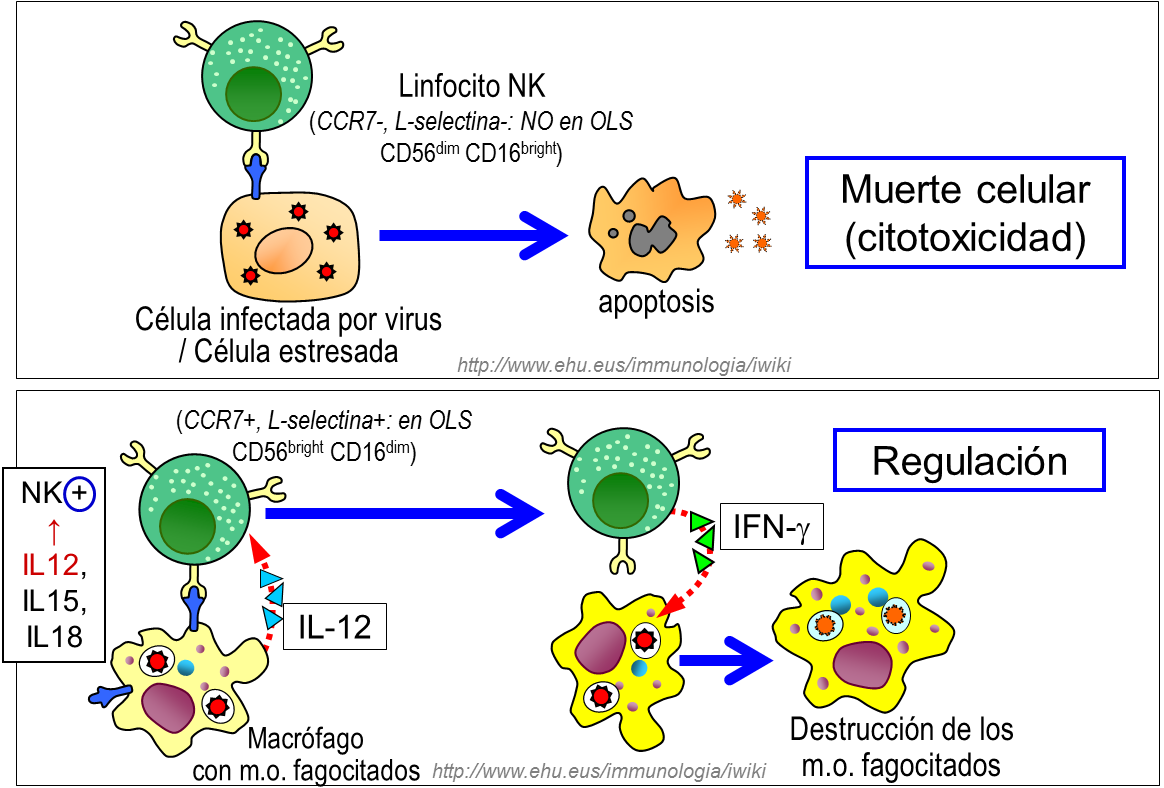 Introducción a la inmunología