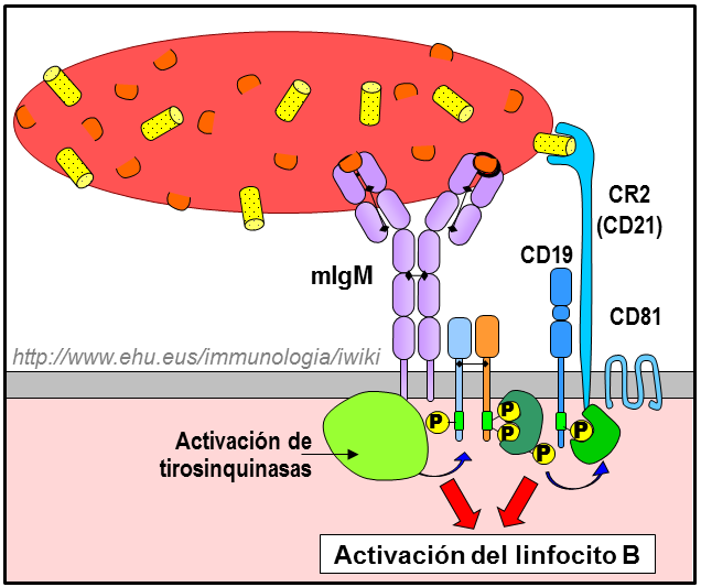 Introducción a la inmunología