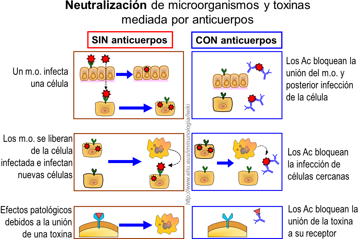 Introducción a la inmunología