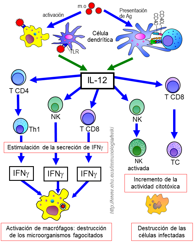 Introducción a la inmunología